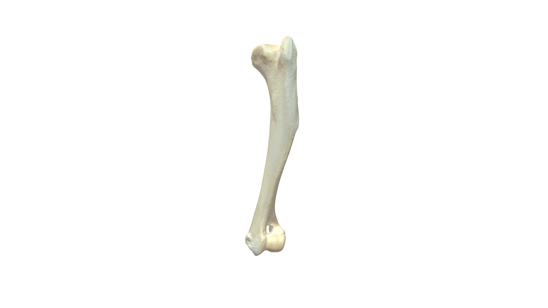 Humerus (left), dog - 3D model by Vetanat.UZH [84b396f] - Sketchfab