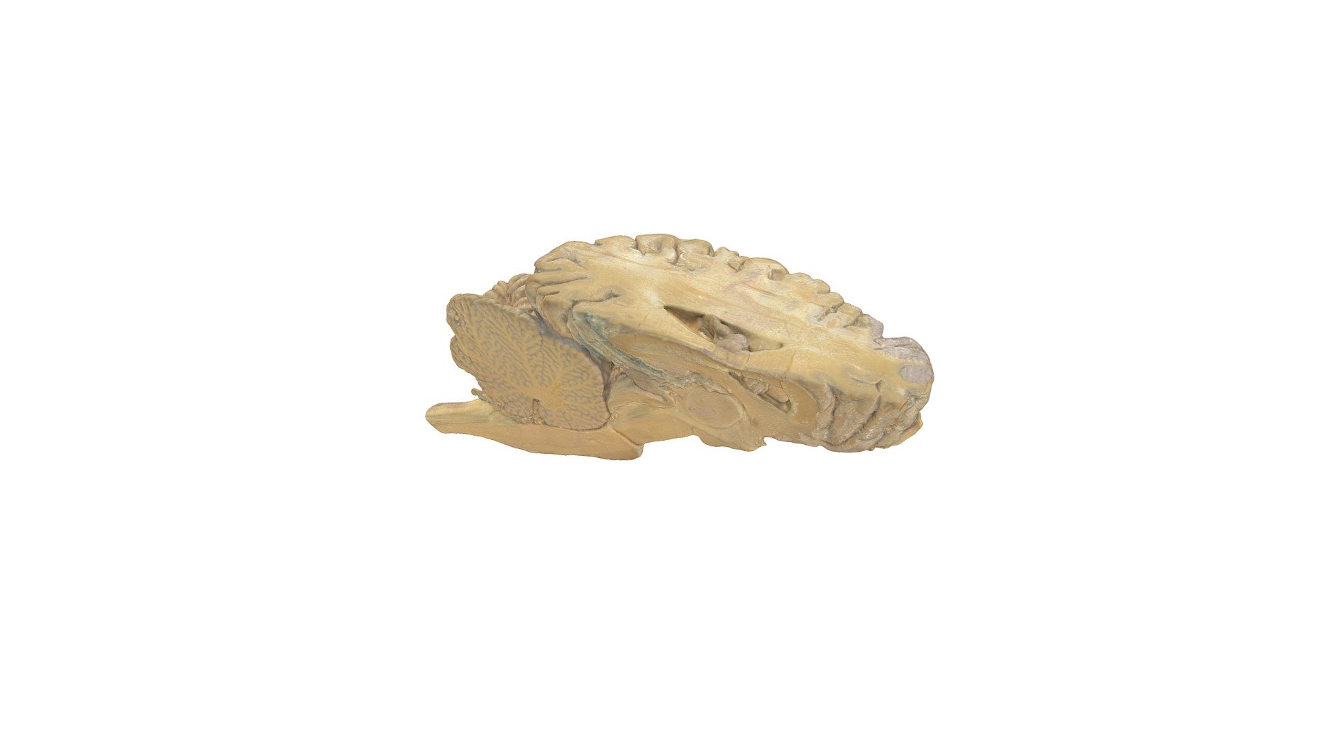 Brain, cut, cow (plastinate) - 3D model by Vetanat.UZH [84b6661 ...