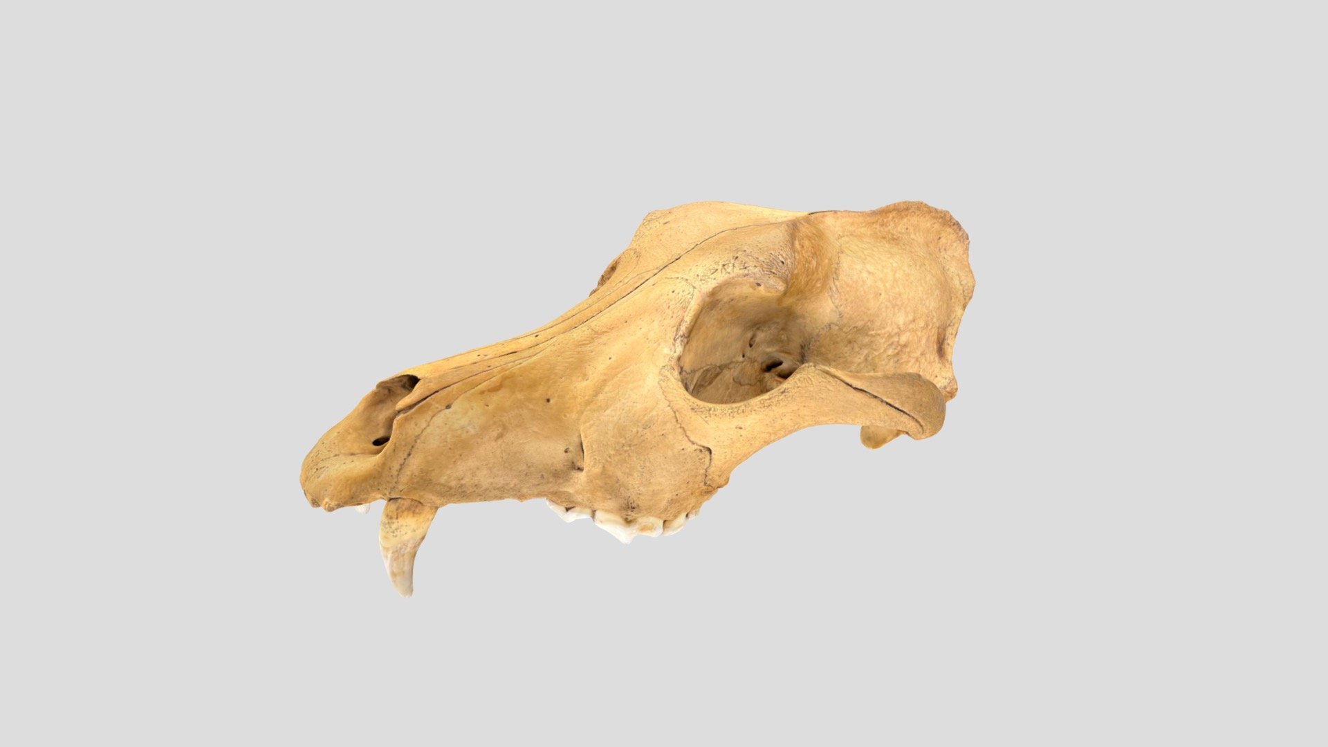 Carrickfergus Museum Large Dog Skull Pre 16th C - Download Free 3D ...