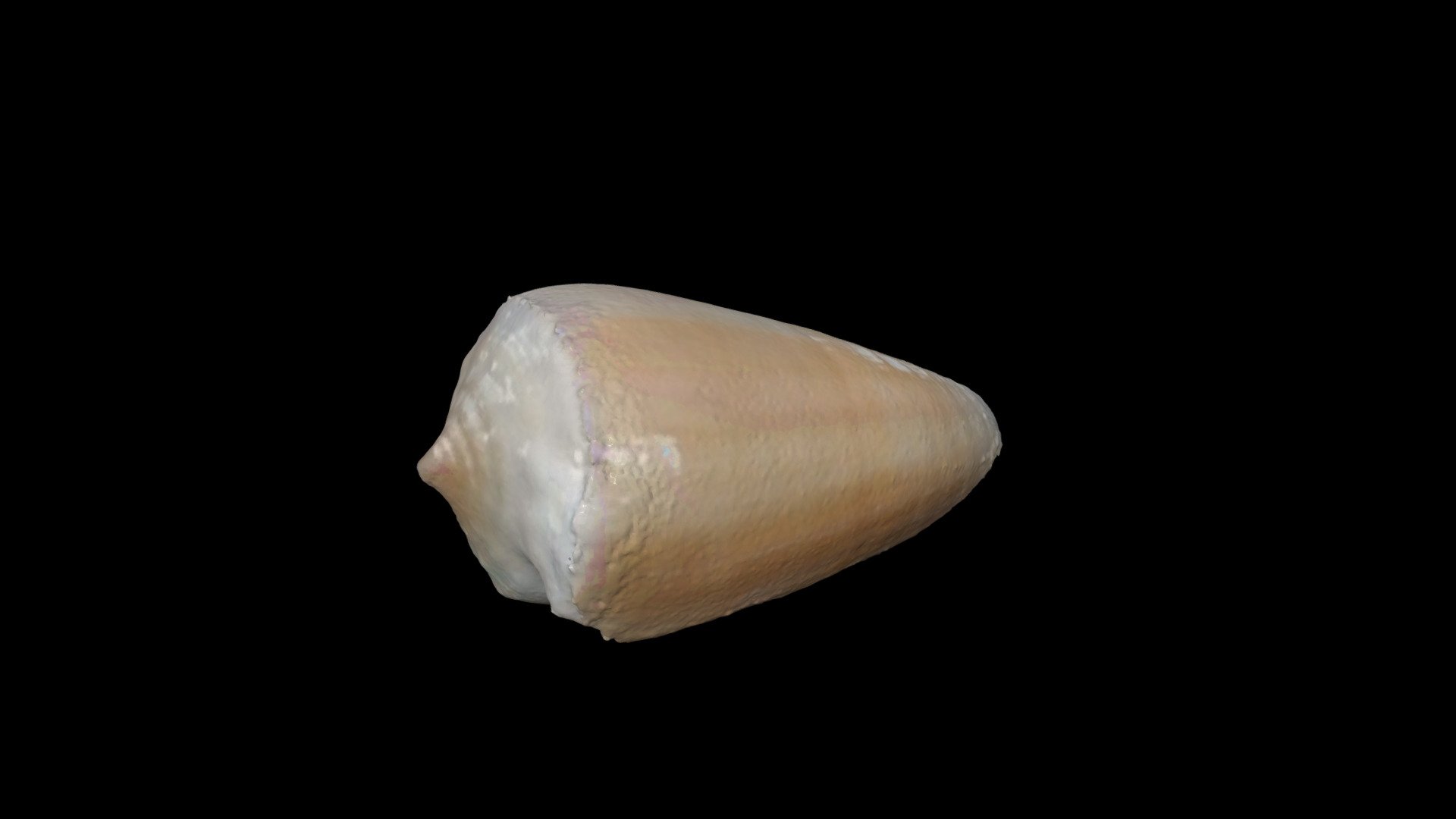 Shell 25 - Unidentified (Conus quercinus?) - Download Free 3D model by ...