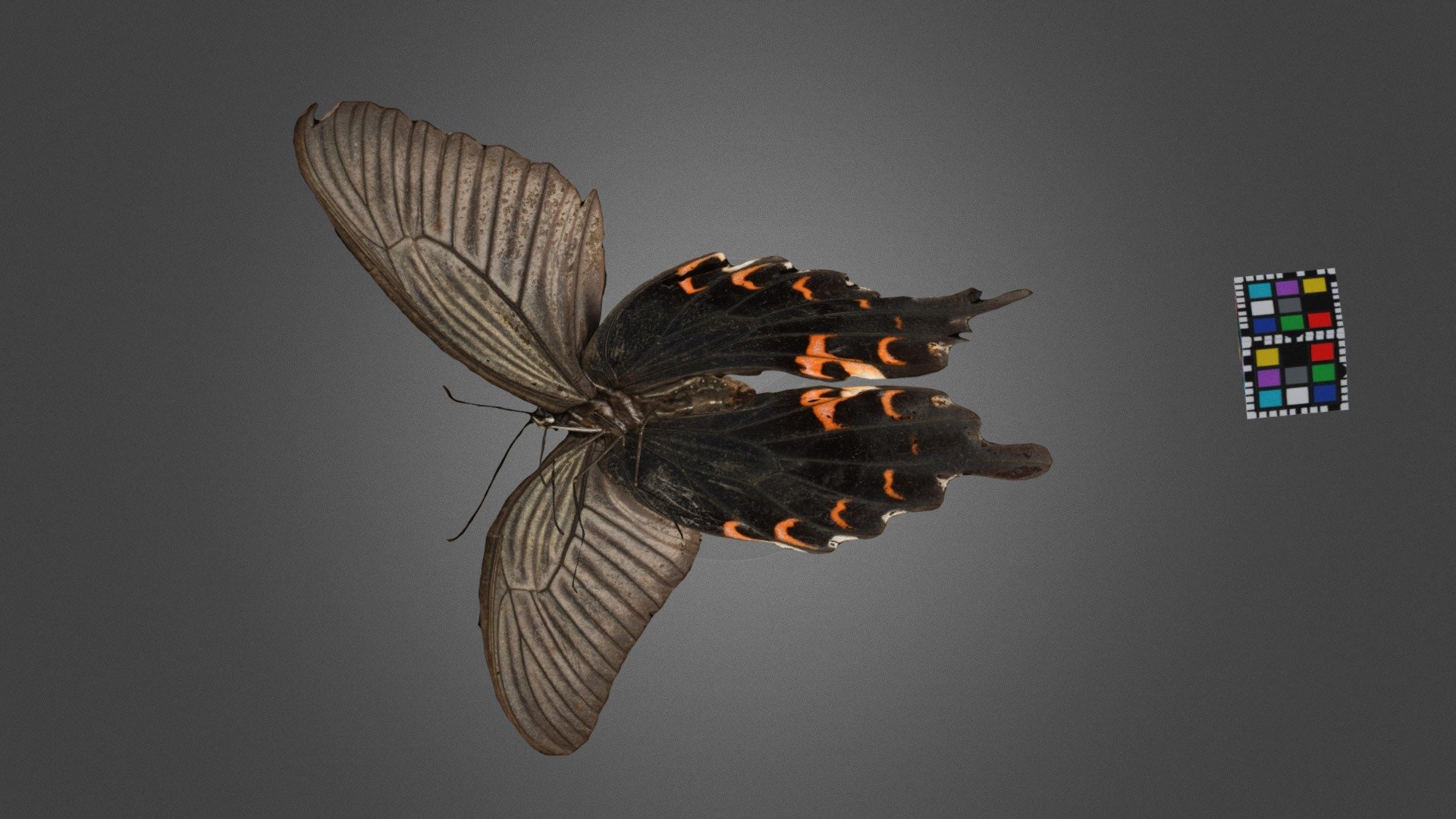 クロアゲハ Spangle Butterfly, Papilio protenor - Download Free 3D model by ...