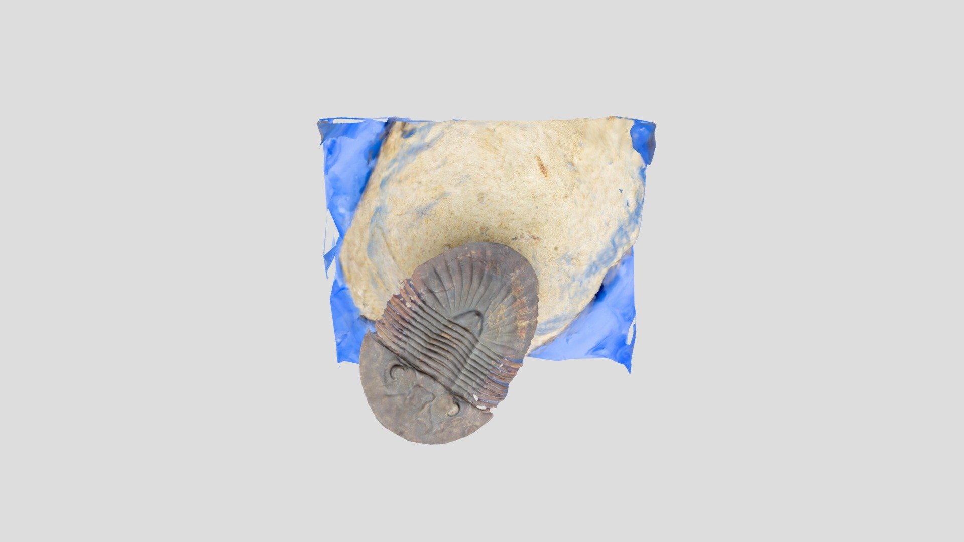 The Devonian trilobite Scutellum fossil - 3D model by Kaori_T [84c7a2d ...