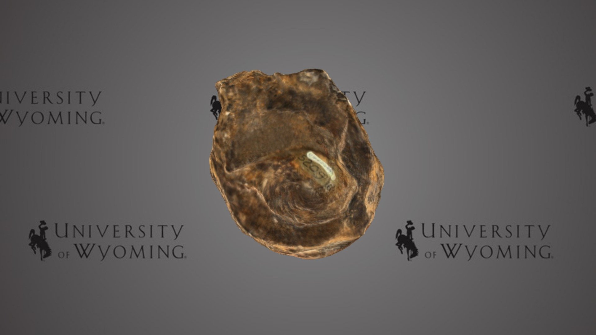 UW 20499 - Baptanodon marshi, Vertebra - Download Free 3D model by ...