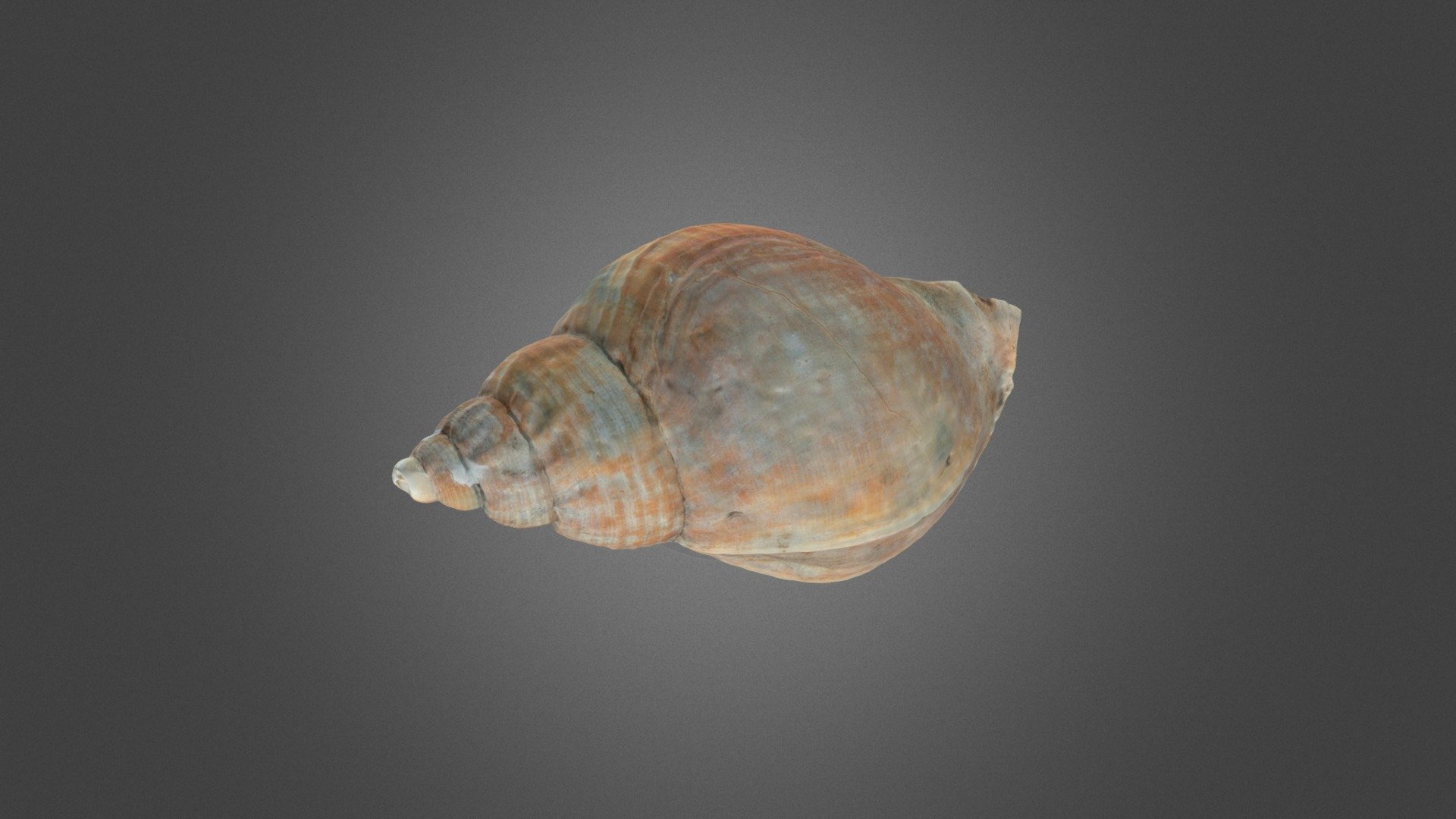 Buccinum undatum - 3D model by Karsten Damerau (@passion3d) [84cadcf ...