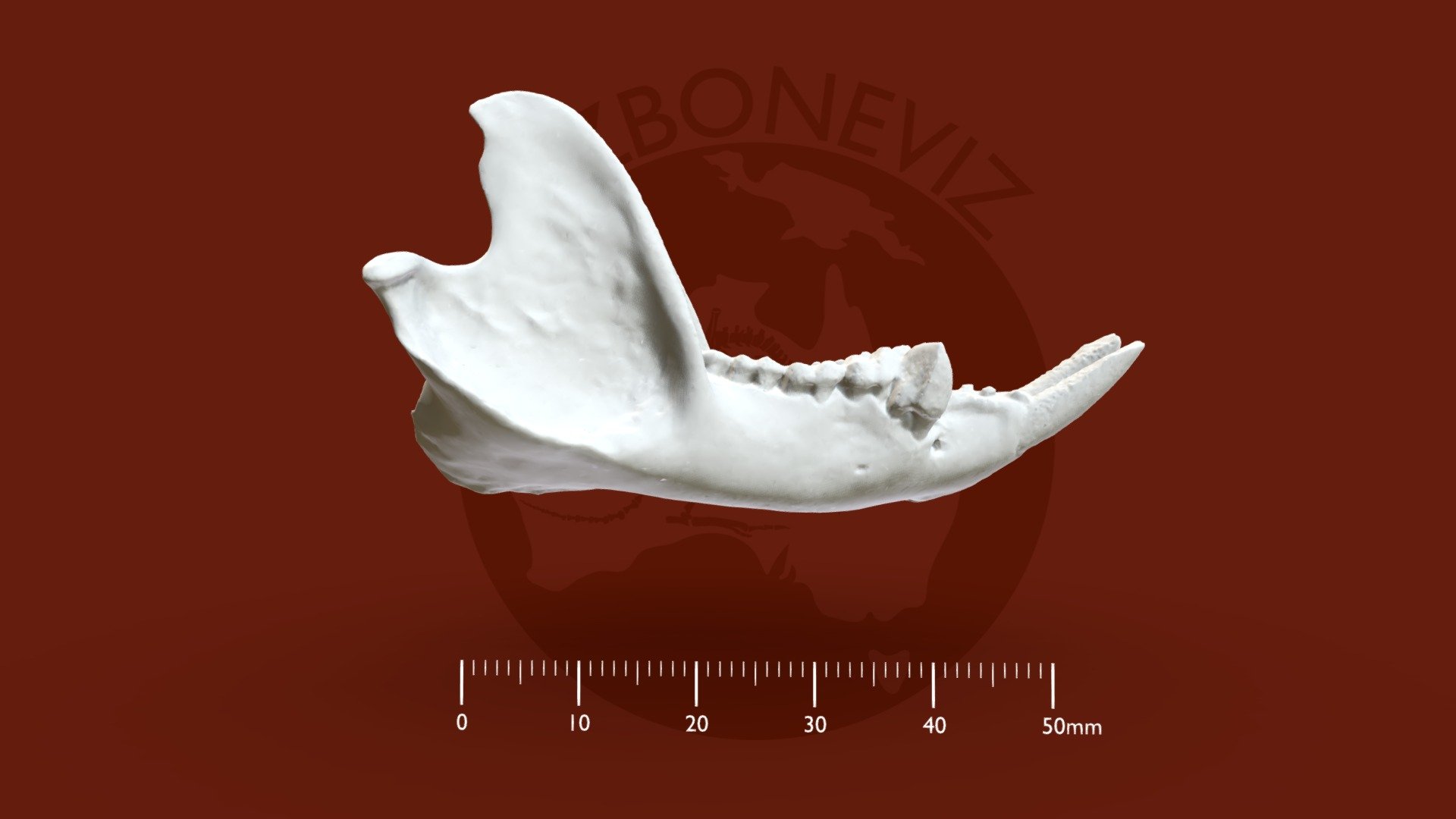 Scaly-tailed possum mandible - 3D model by Ozboneviz [84d5912] - Sketchfab