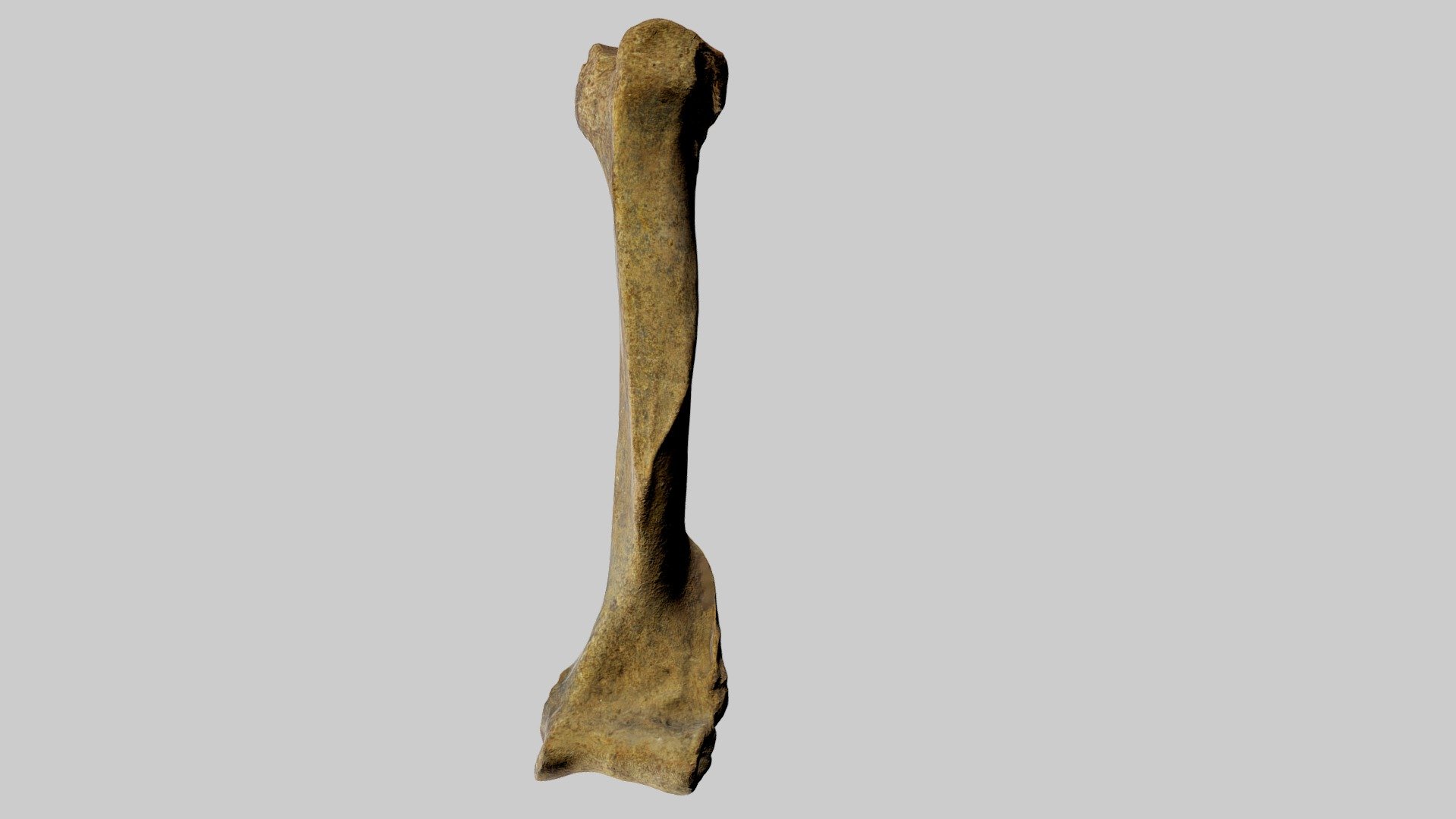 Brown bear humerus - 3D model by Alec Wade (@Magua) [84d7367] - Sketchfab