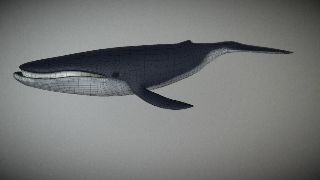 Bluewhale - 3D model by txtreme [84d7cac] - Sketchfab