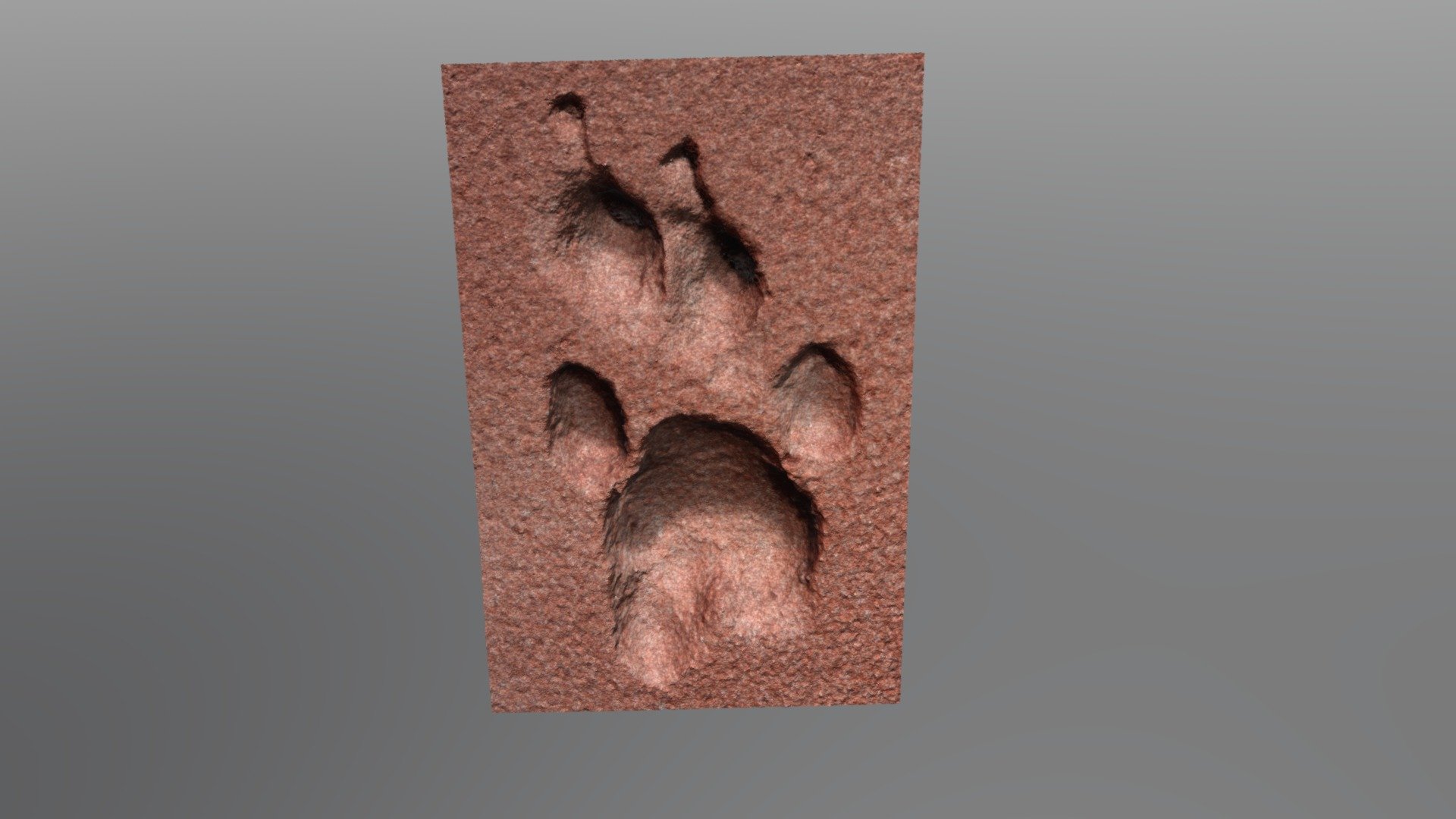 Paw - 3D model by kevinmv [84d9873] - Sketchfab