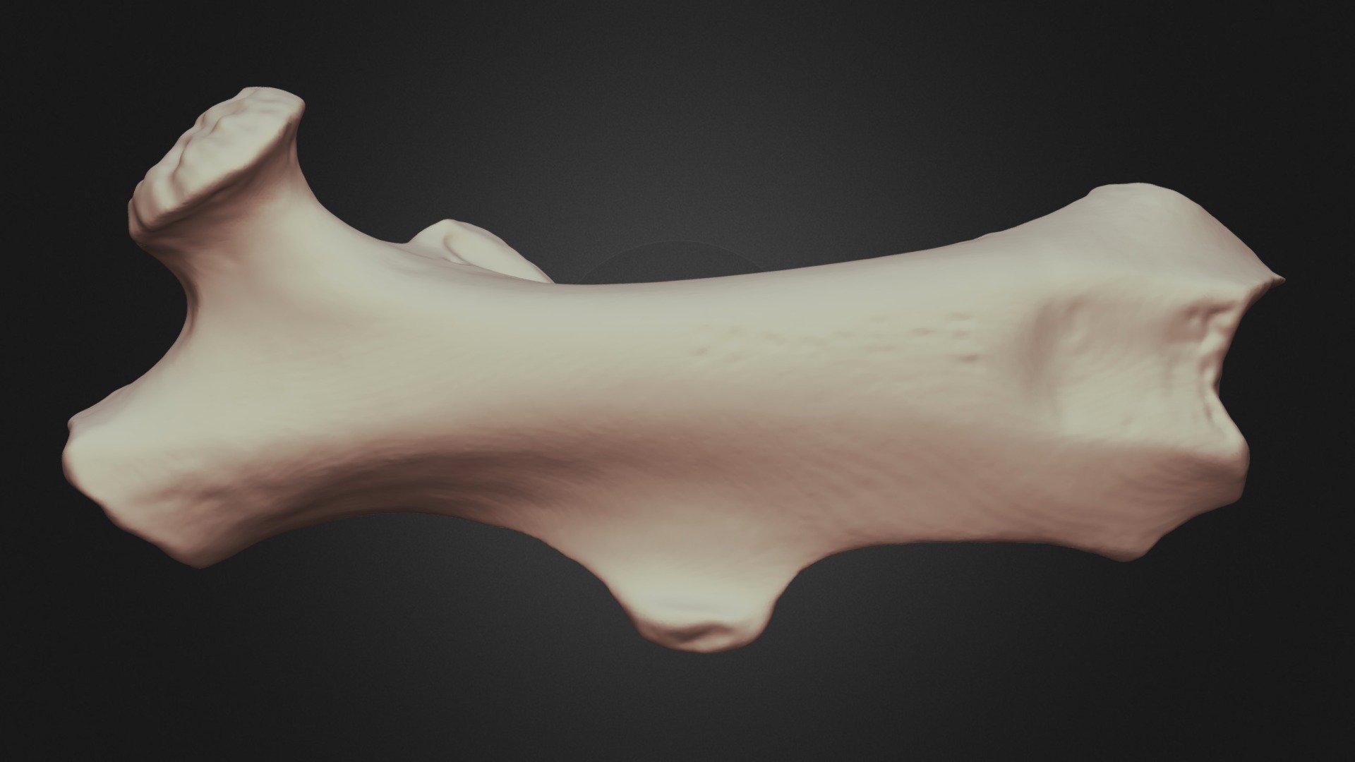 E-3-9-60 IMMATURE RIGHT BEAVER FEMUR - 3D model by Lakehead ...