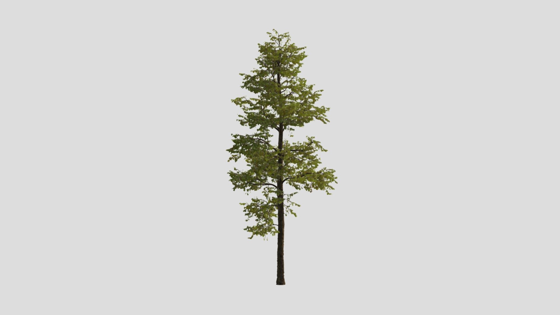 Realistic tree - Buy Royalty Free 3D model by Krishu (@manoj44 ...