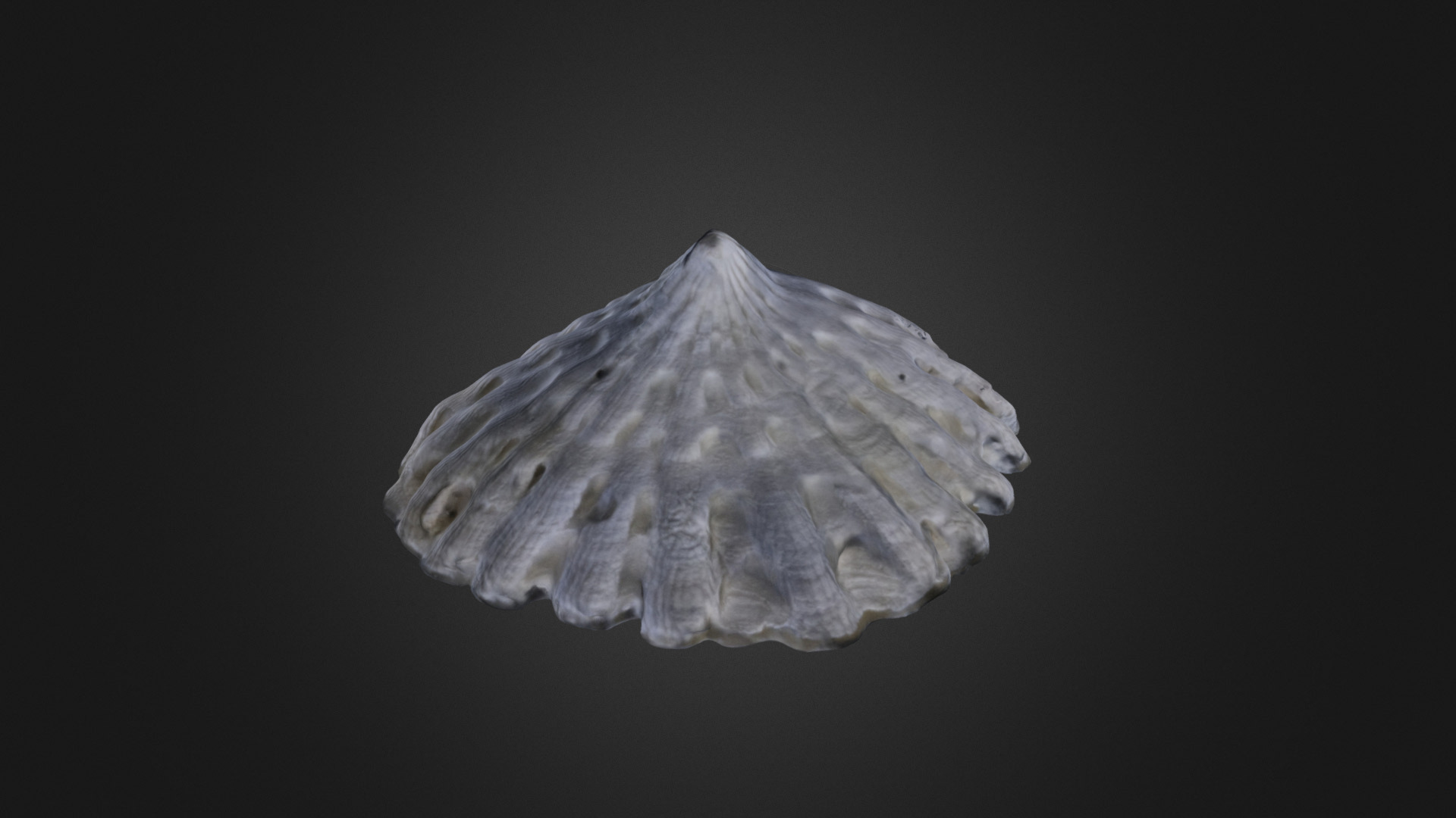 Gastropod: Crucibulum scutellatum (PRI 70067) - Download Free 3D model ...
