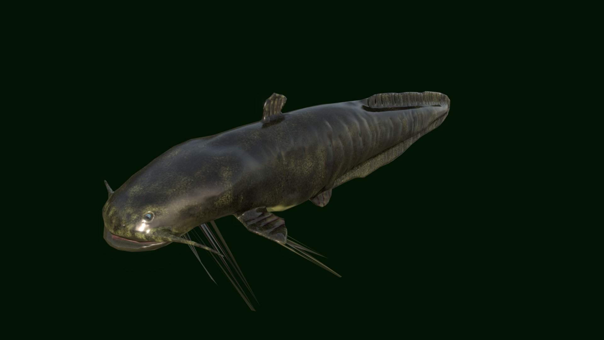 Catfish LowPoly - 3D model by DEBAD6 [84df1c0] - Sketchfab