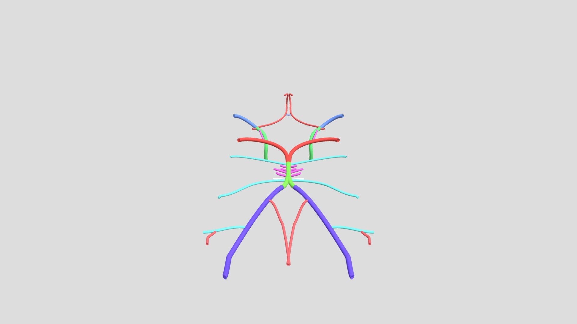 Circle of Willis - 3D model by VivekAnatomy [84e24d0] - Sketchfab