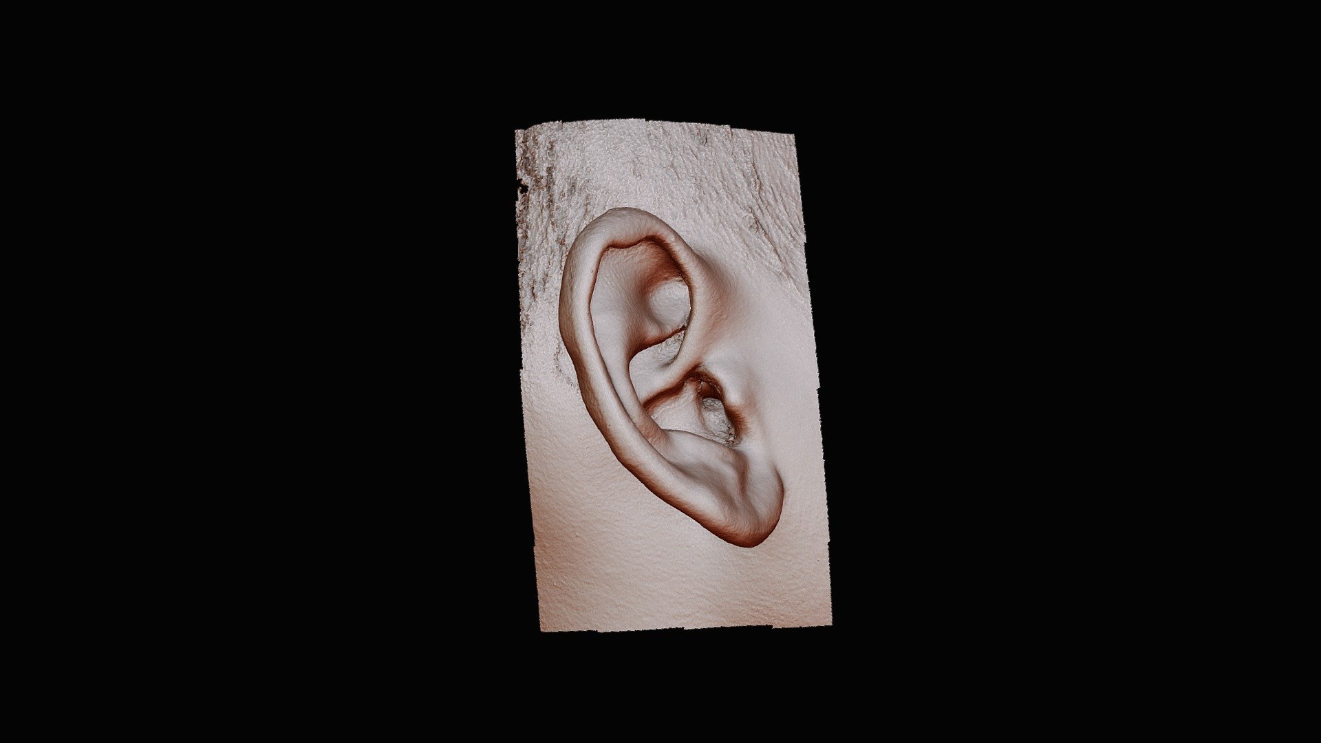 Ear - Download Free 3D model by thunk3d.scanner [84eb7d6] - Sketchfab