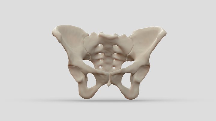Os-coxae 3D models - Sketchfab