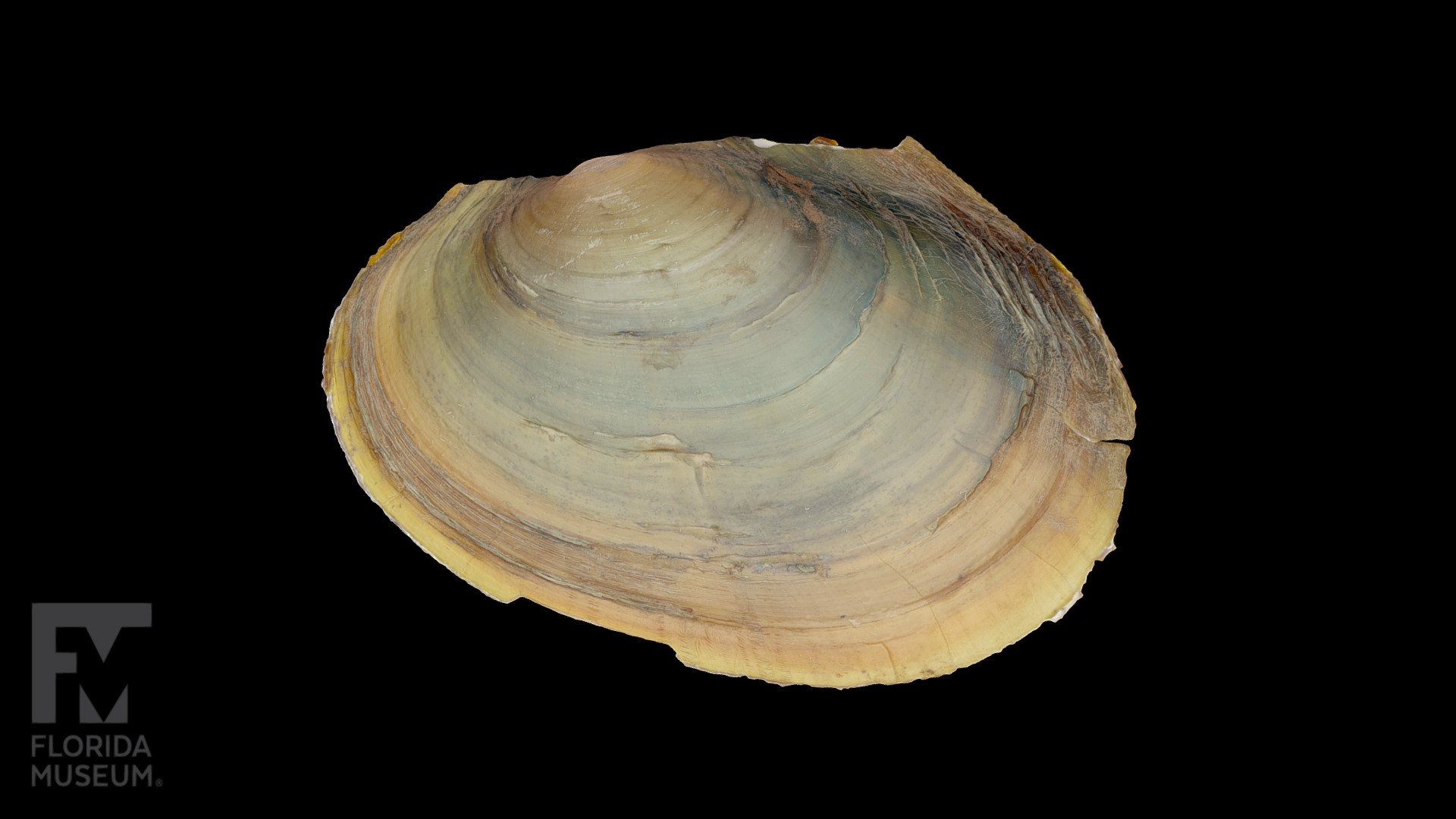 Brazos heelsplitter - Freshwater Mussel - 3D model by FloridaMuseum ...