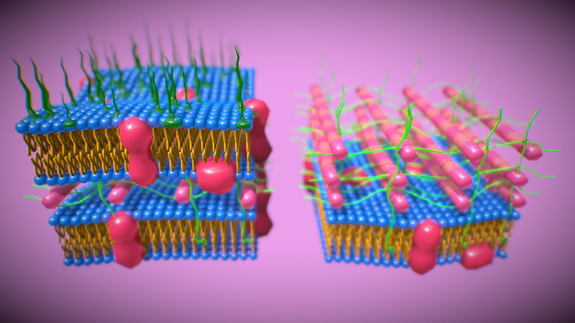 Gram - Gram + Membrane - 3D model by (MEDPIXEL) (@medpixel) [84f3dec ...