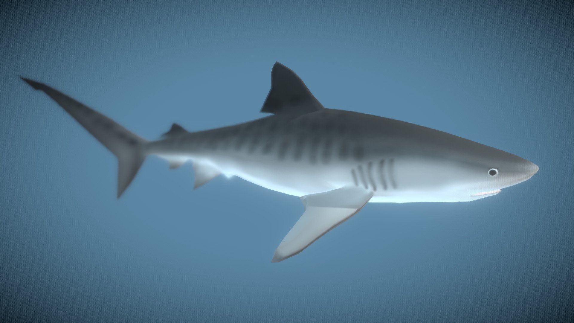 Tiger Shark - 3D model by CatfishYAY [84f6e60] - Sketchfab