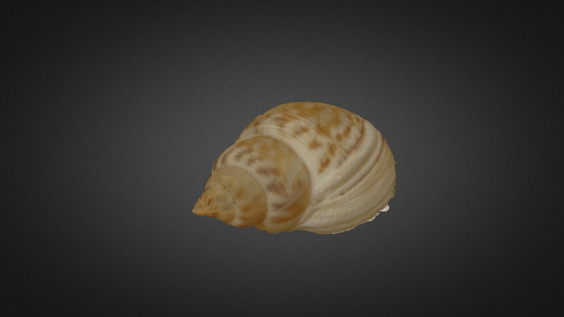 Nassa (Nassarius) mutabilis - Download Free 3D model by Giorgio Scioldo ...