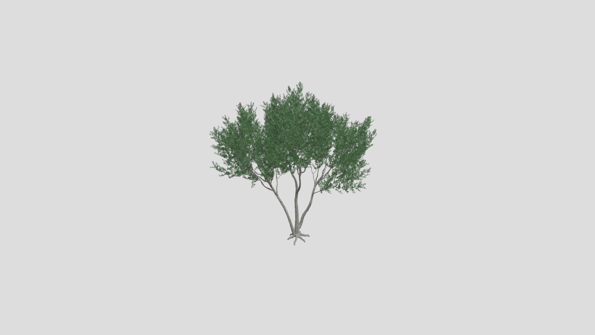 Cupaniopsis tree 31 AM210 Archmodel - Buy Royalty Free 3D model by ...