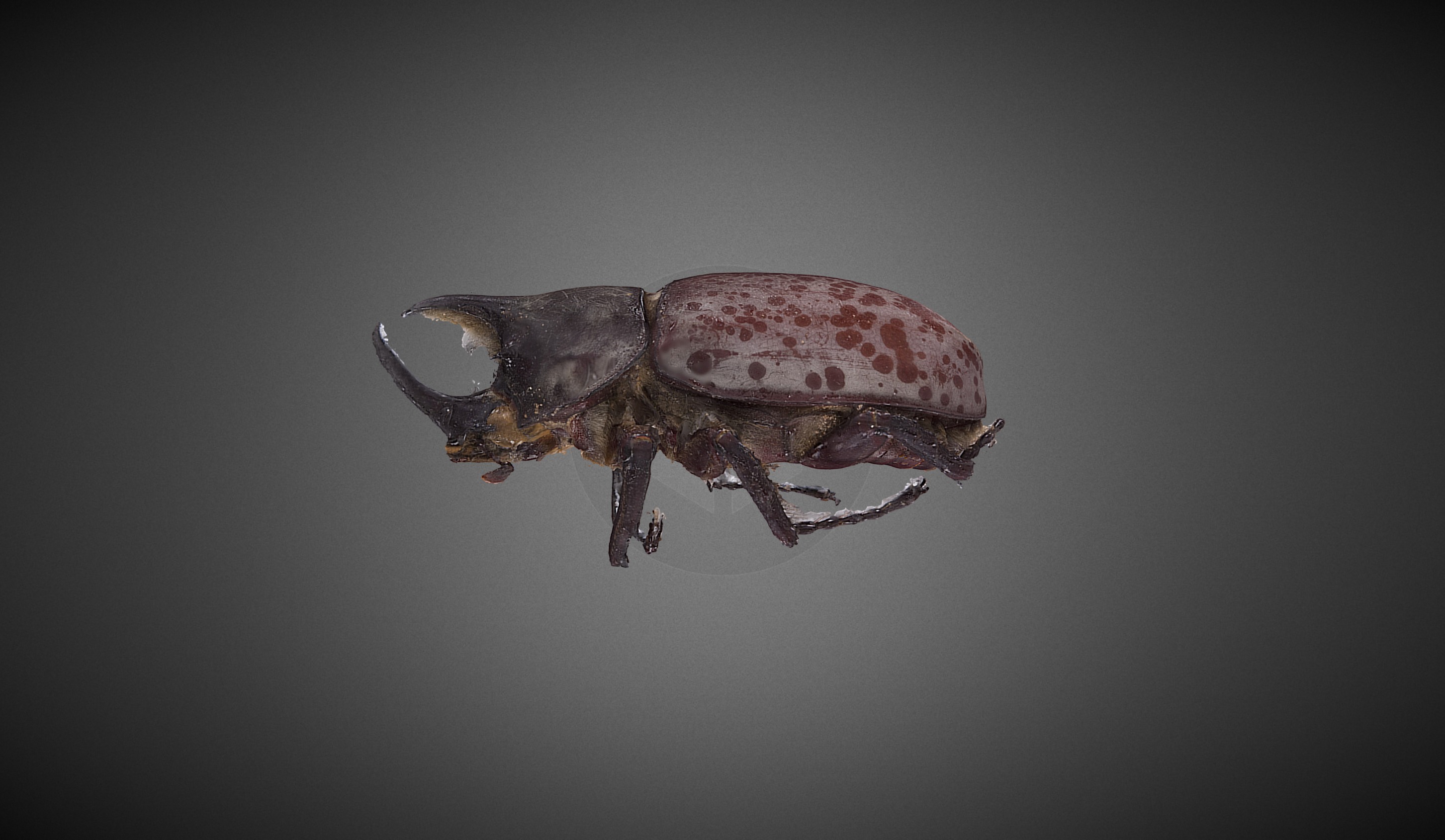Beetle #1 - 3D model by Digital Research Services (@vtechdrs) [84fb65c ...