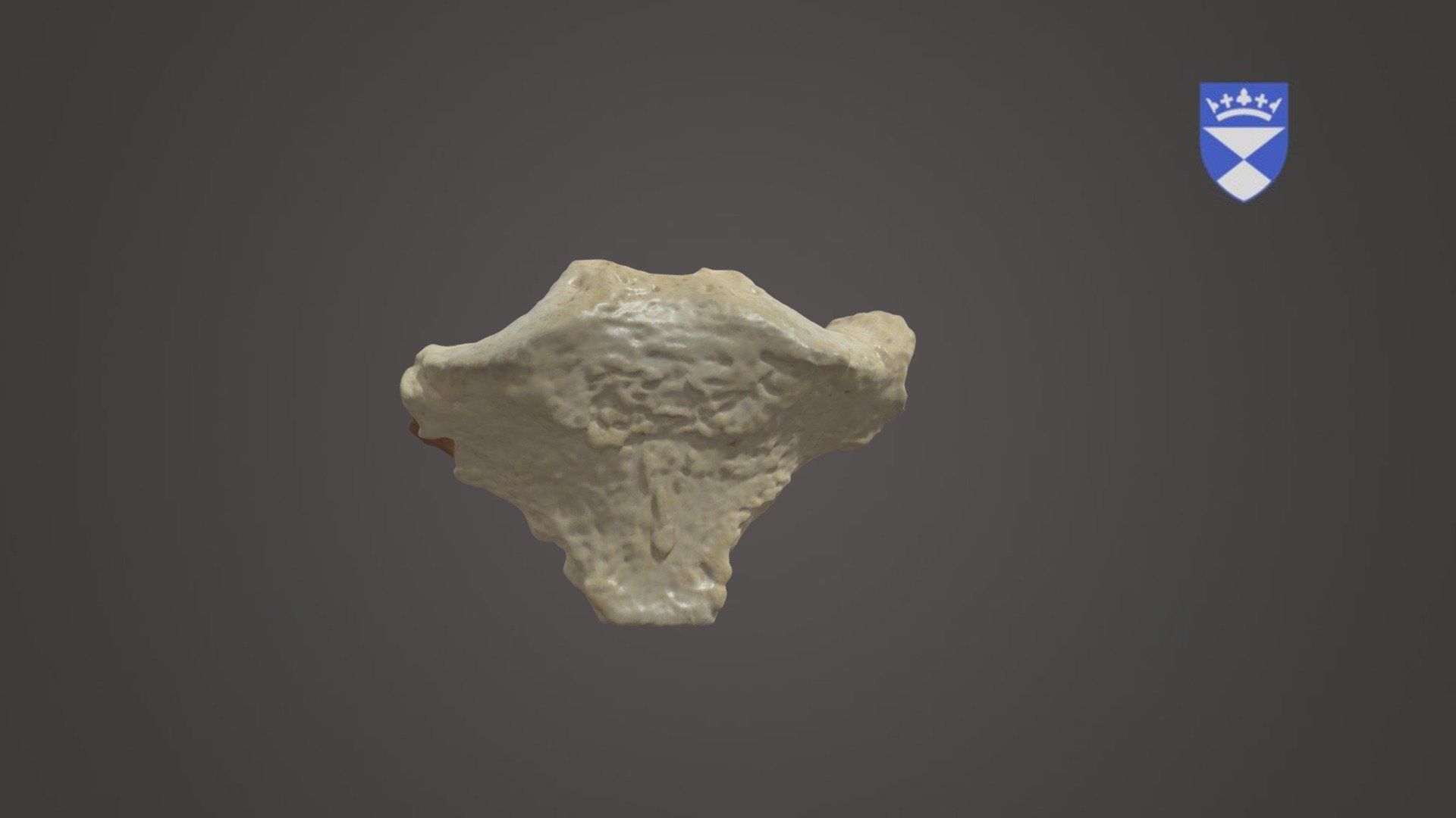 Manubrium - 3D model by University of Dundee, CAHID (@anatomy_dundee ...