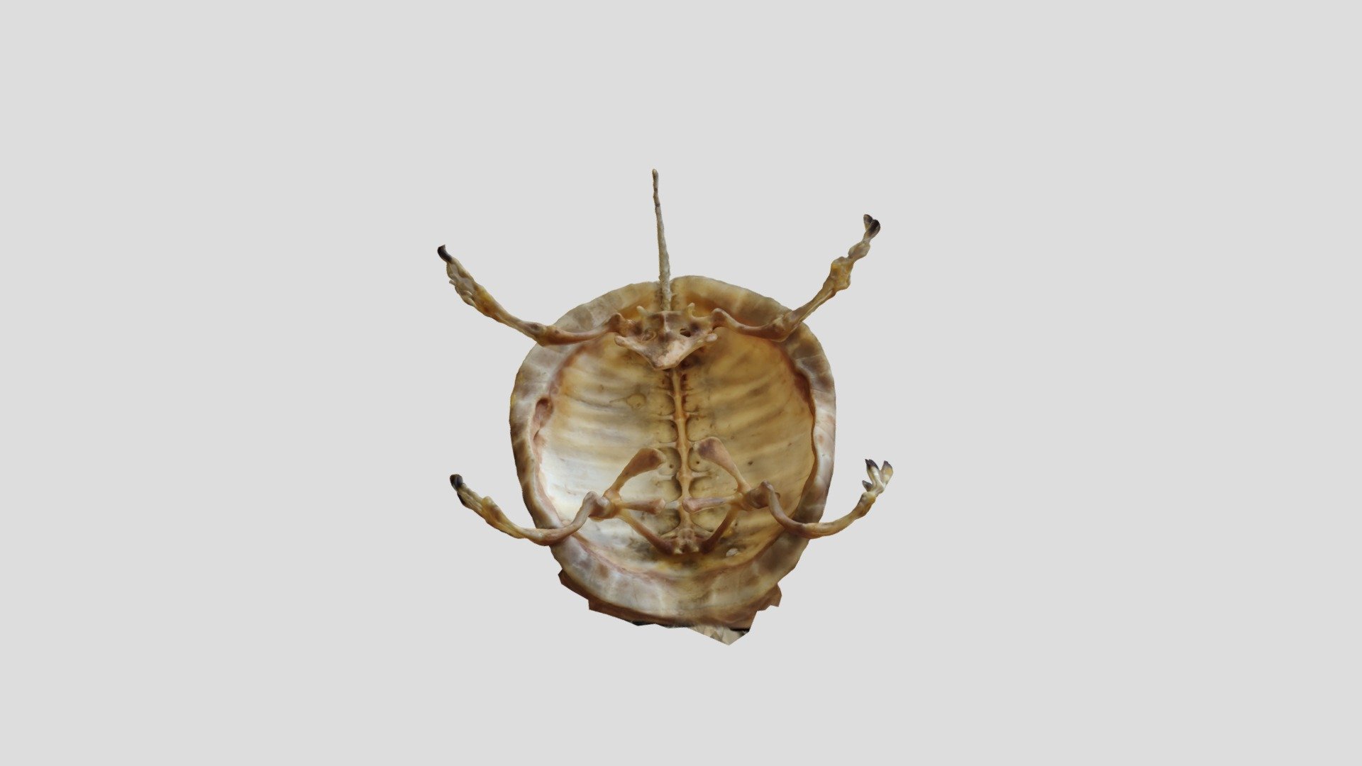 Testudine skeleton - 3D model by polgoba [85046a2] - Sketchfab