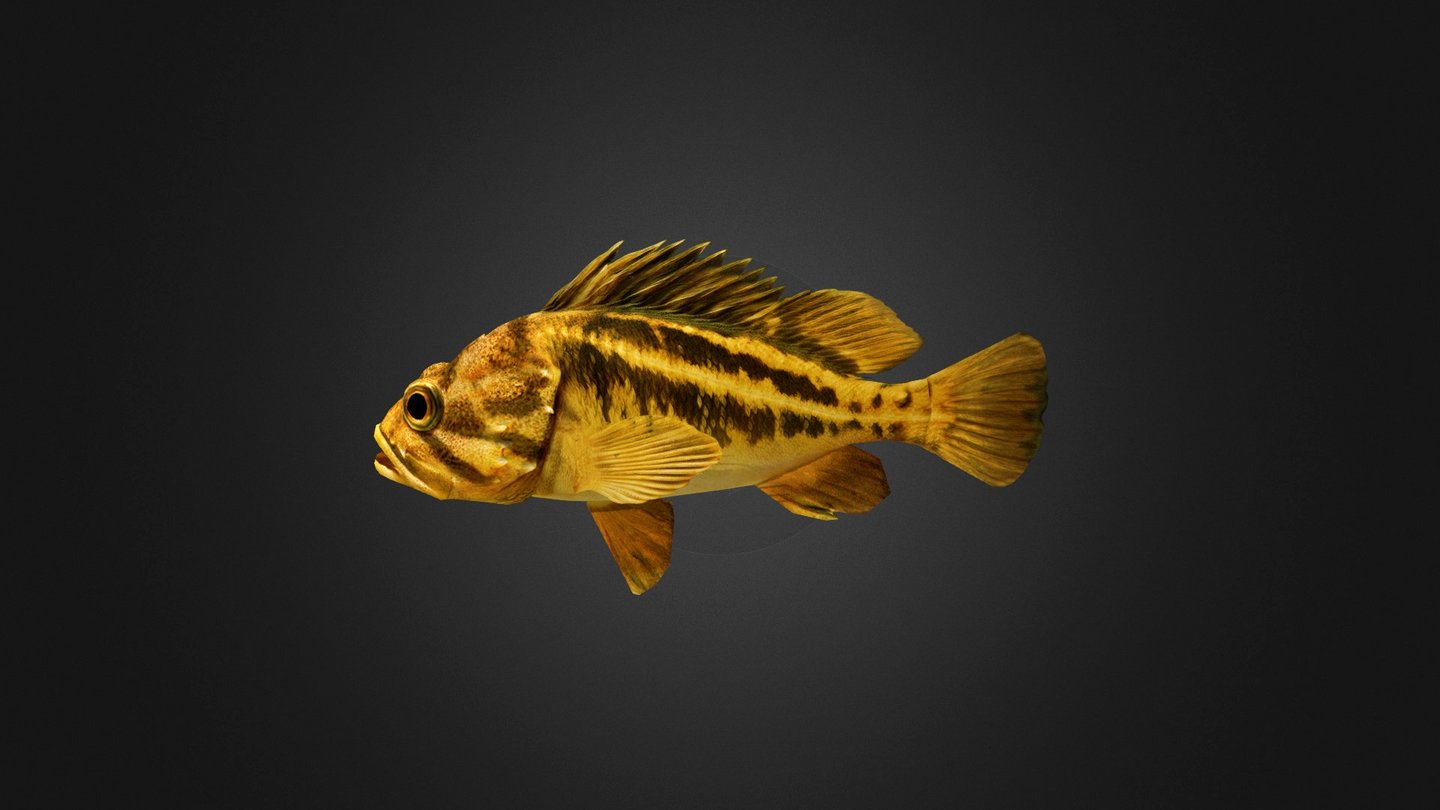 Sebastes trivitattus - 3D model by iTechnol [850c91b] - Sketchfab