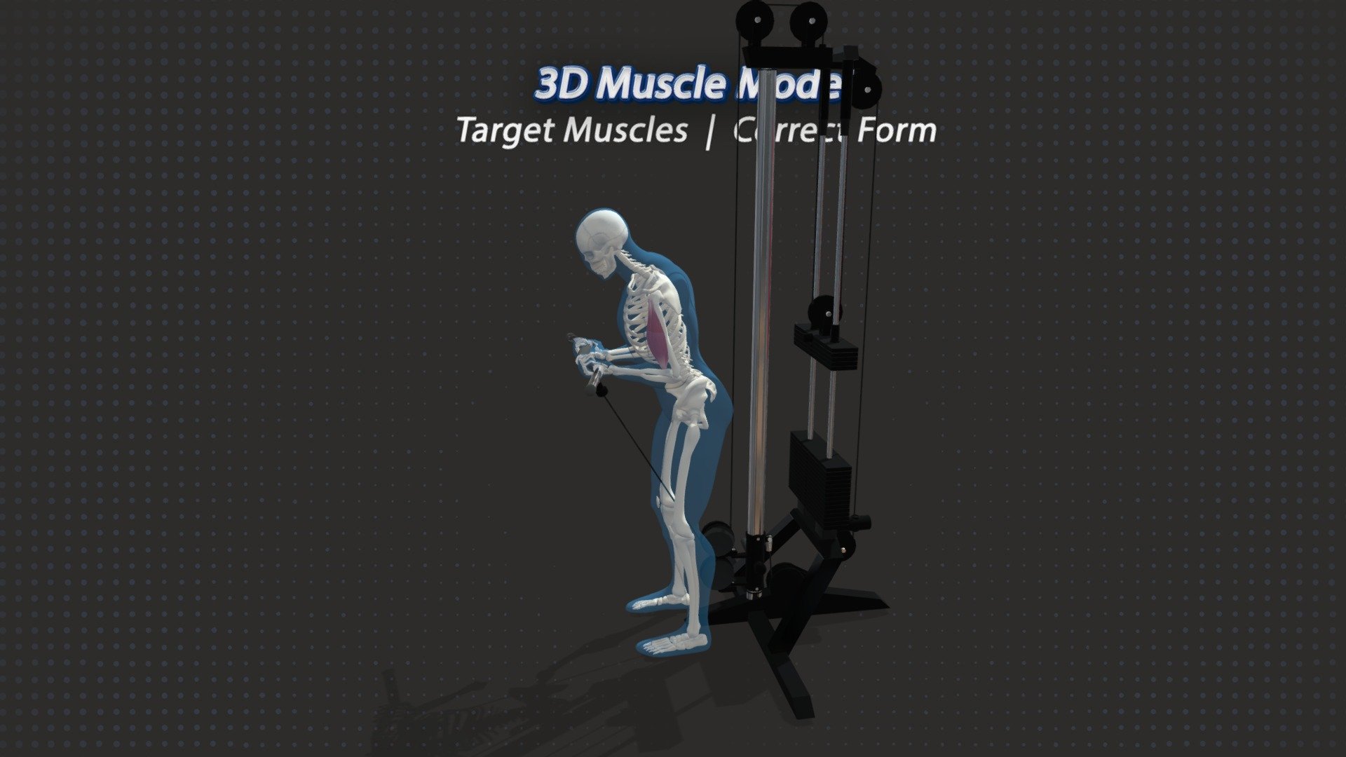 58. Bicep Cable Curl Facing Out - 3D model by Mike - 3D Muscle Model (@mikeshortall1991 ...