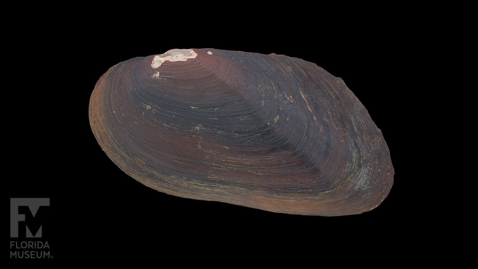 Gulf slabshell - Freshwater mussel - 3D model by FloridaMuseum [85189b4 ...