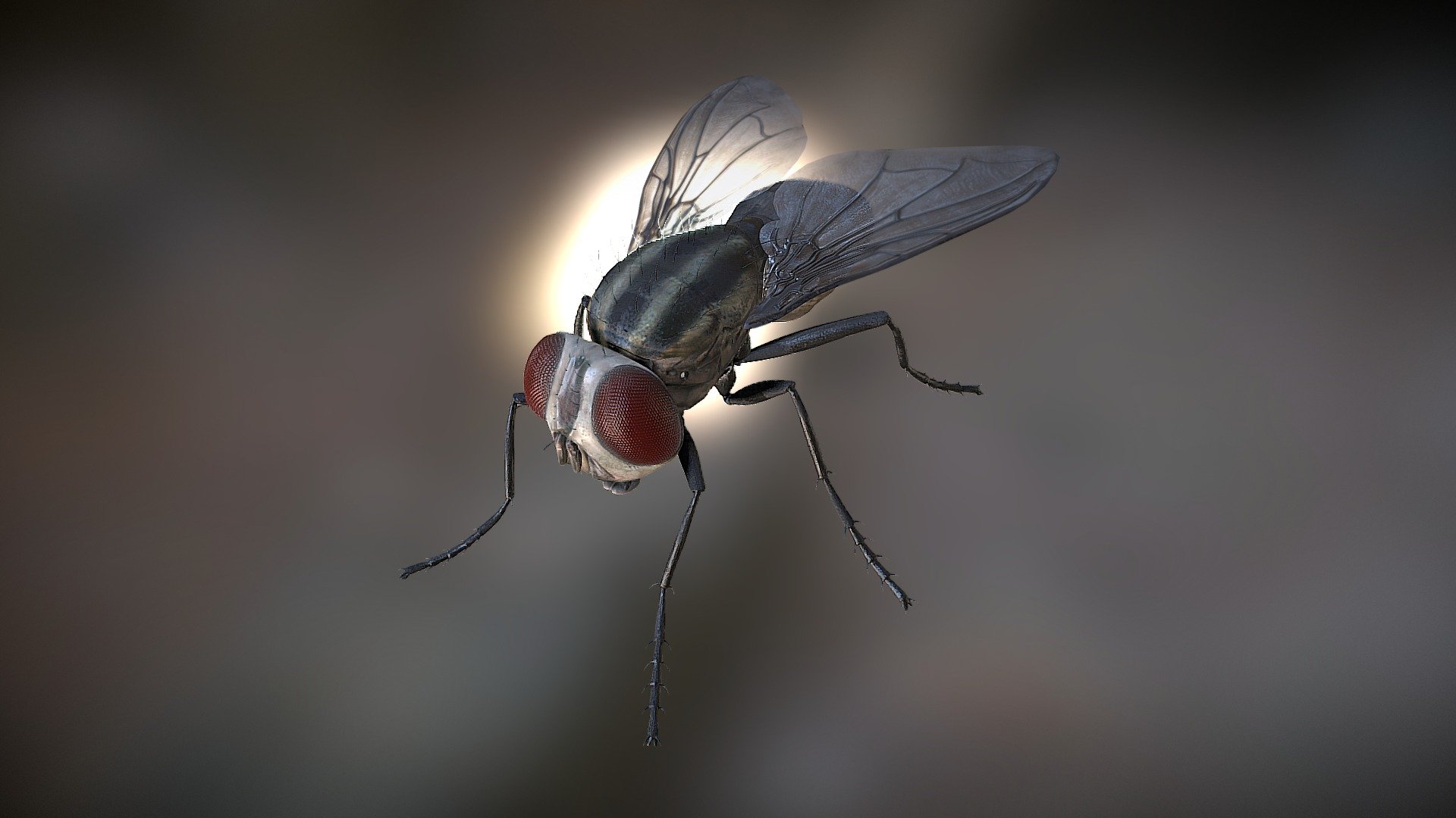 Musca - 3D model by Moren (@cwc) [851a148] - Sketchfab