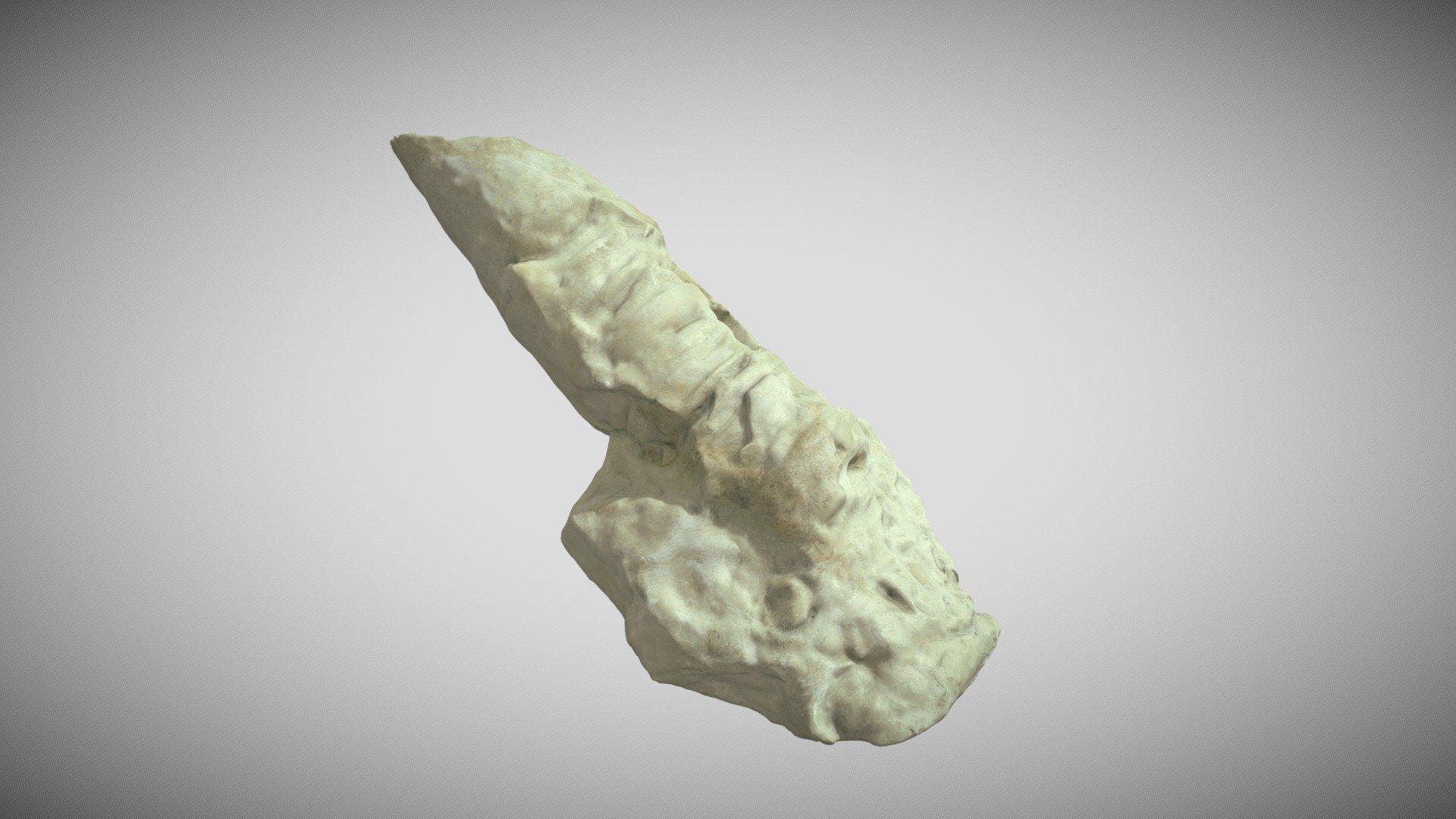 Nerinea - Gasteropode - 3D model by Cultura in Pratica ...