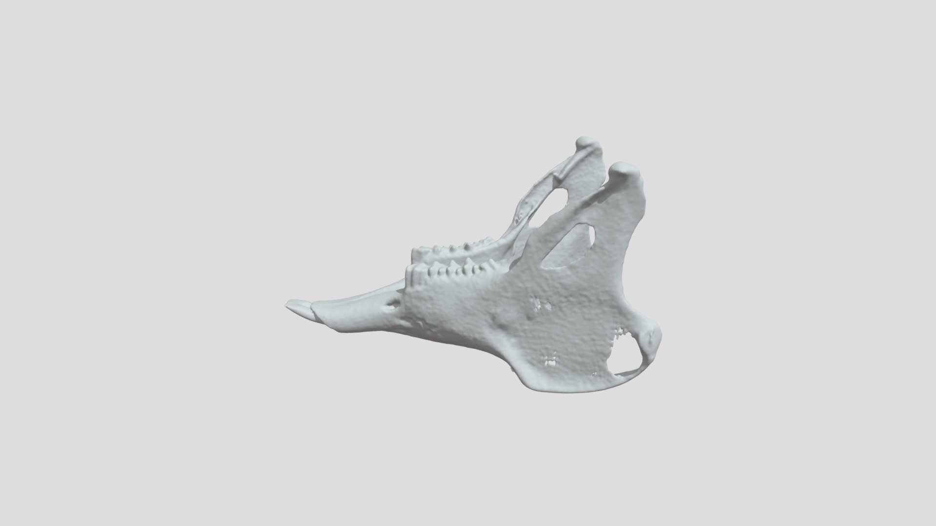 Rabbit (O. cuniculus) jaw - printable - Download Free 3D model by ...