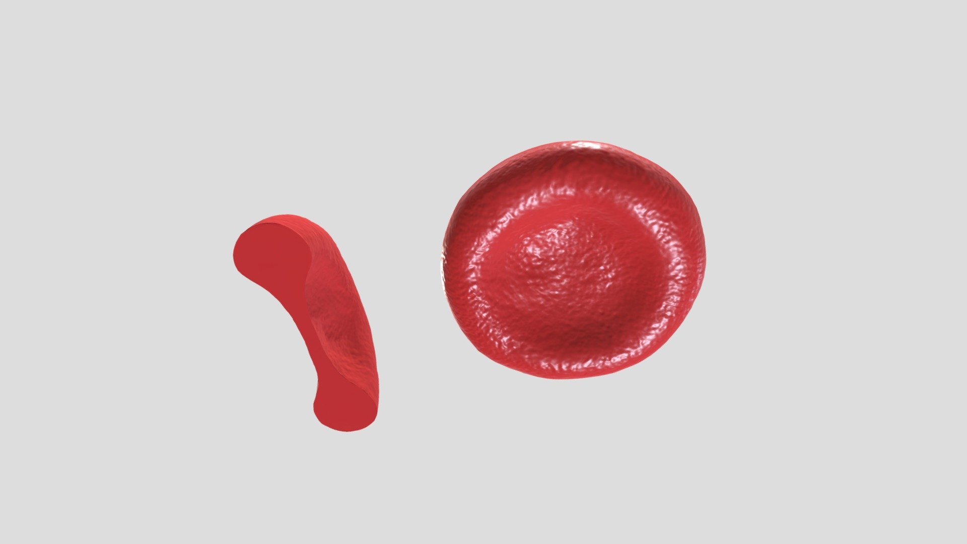rode bloedcel - 3D model by ozkan66 [8523019] - Sketchfab