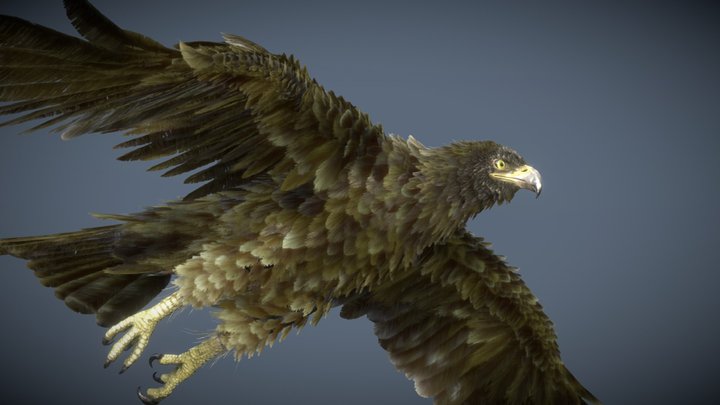 Eagles 3D models - Sketchfab