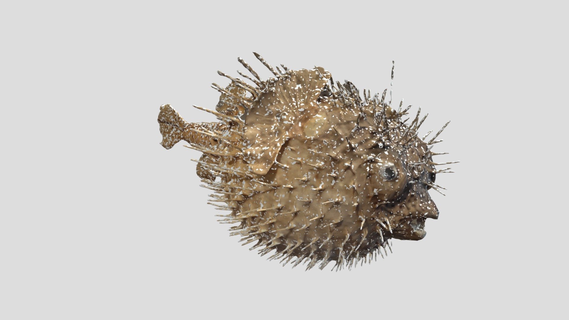 Puffer fish - Download Free 3D model by VR Voyaging (@VRVoyaging ...
