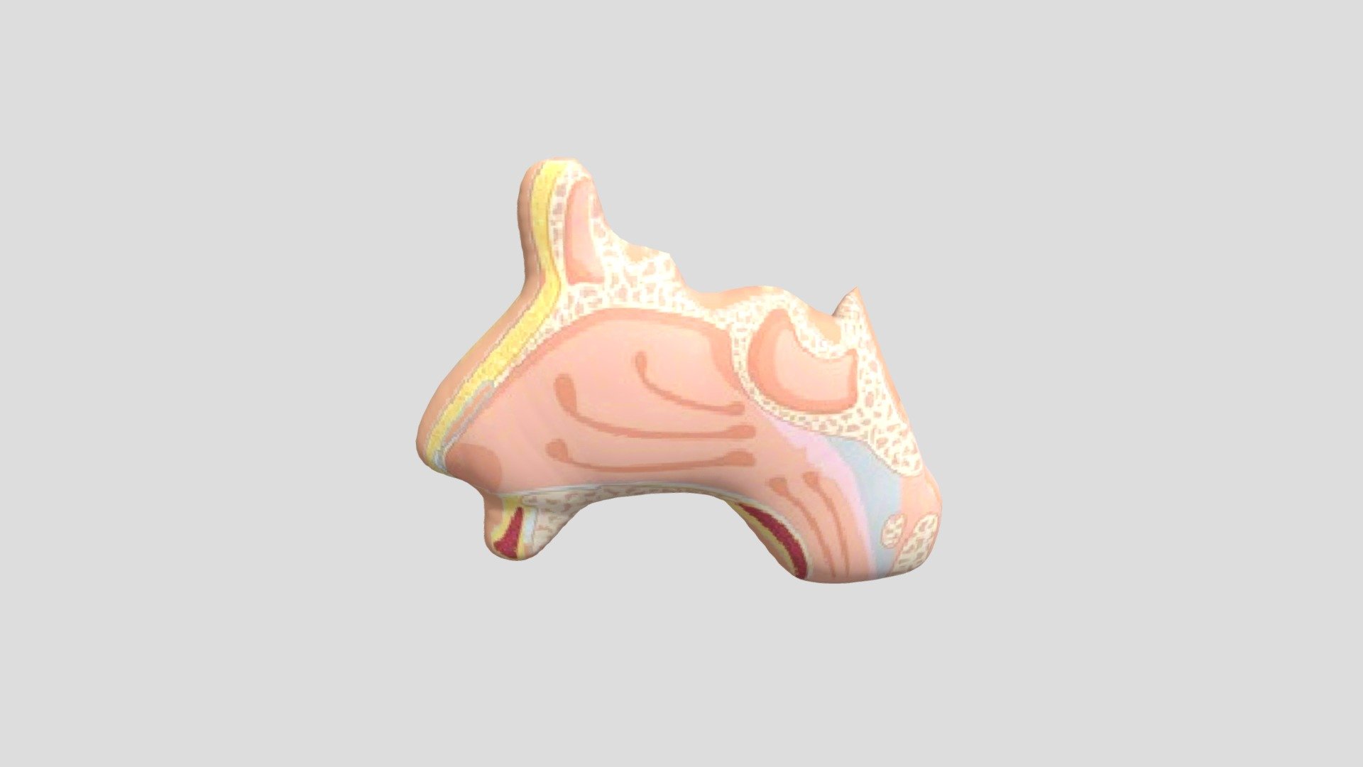 anatomi_hidung_manusia - 3D model by izmi.nadila0101 [852e7ba] - Sketchfab