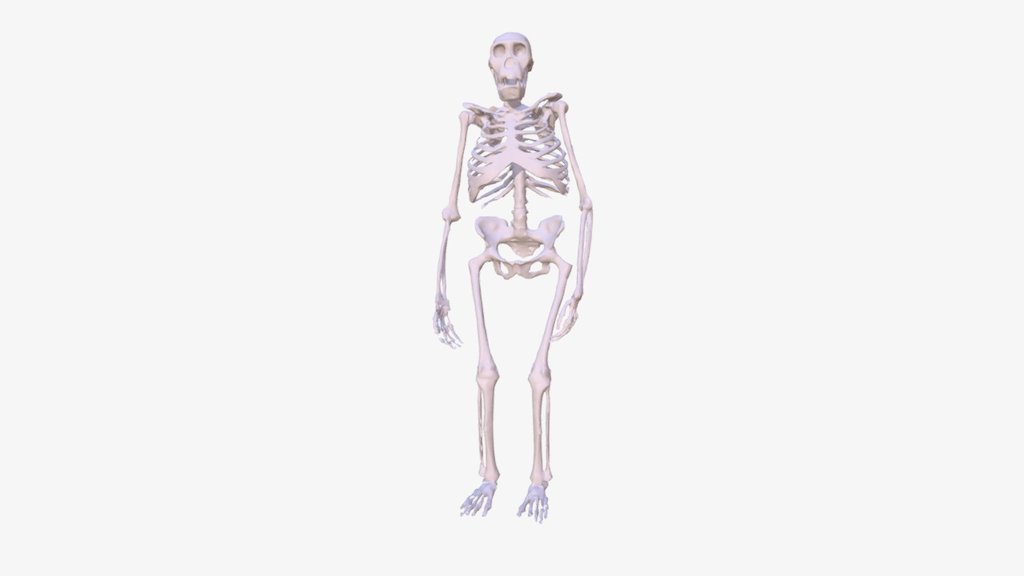 Merged Sediba - 3D model by Dartmouth (@dartmouth-college) [8536e74 ...