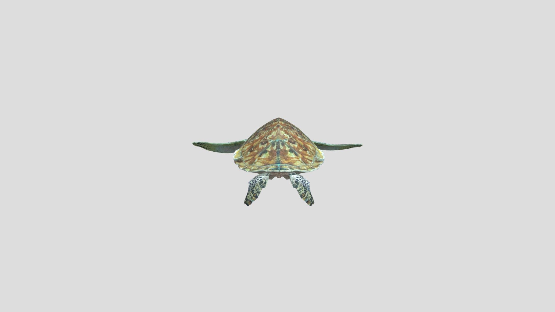 Tortuga - Download Free 3D model by 321cba [8541236] - Sketchfab