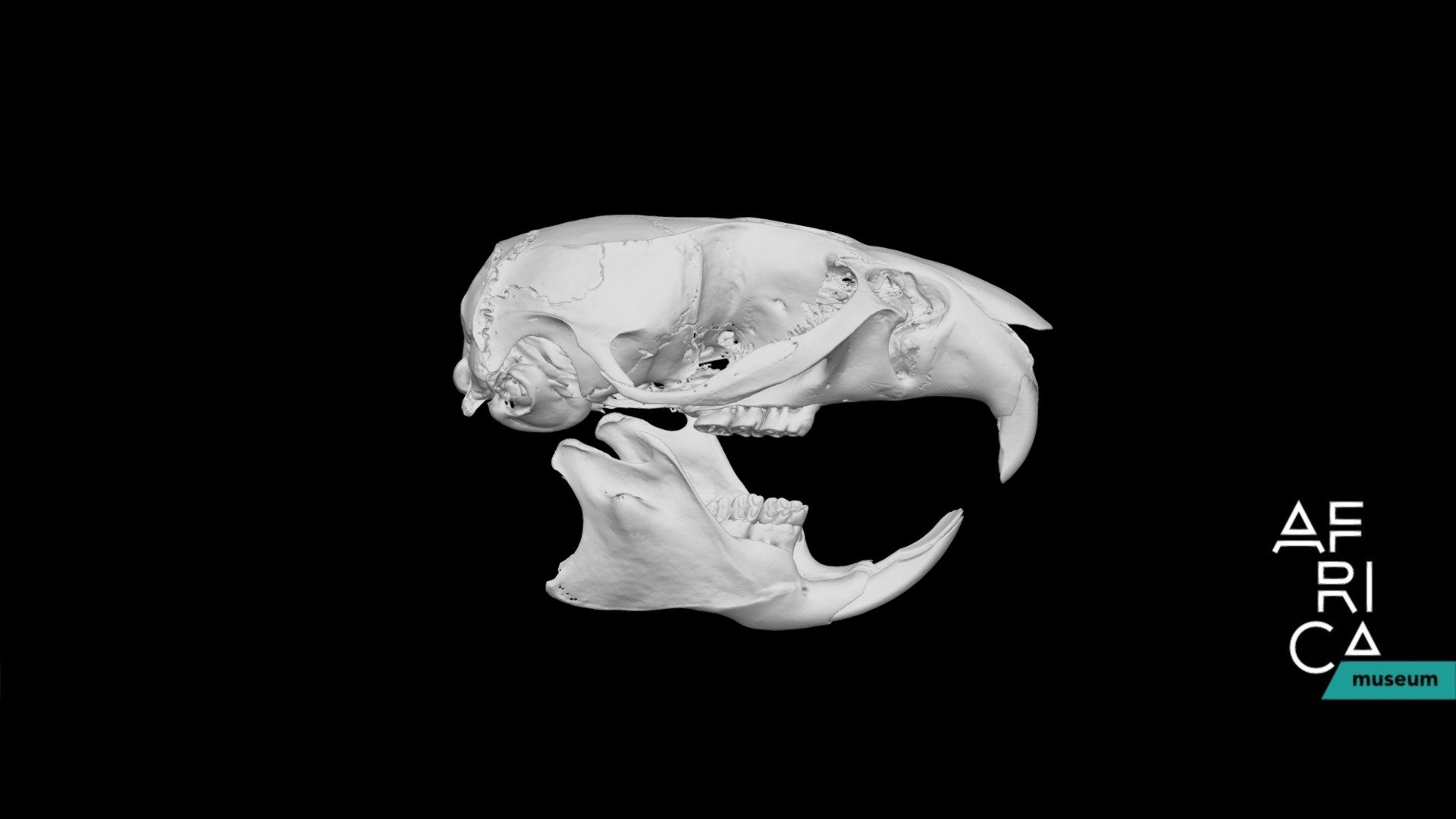 RMCA_Mam_96.038-M-2270 Dasymys rwandae - 3D model by Royal Museum for ...