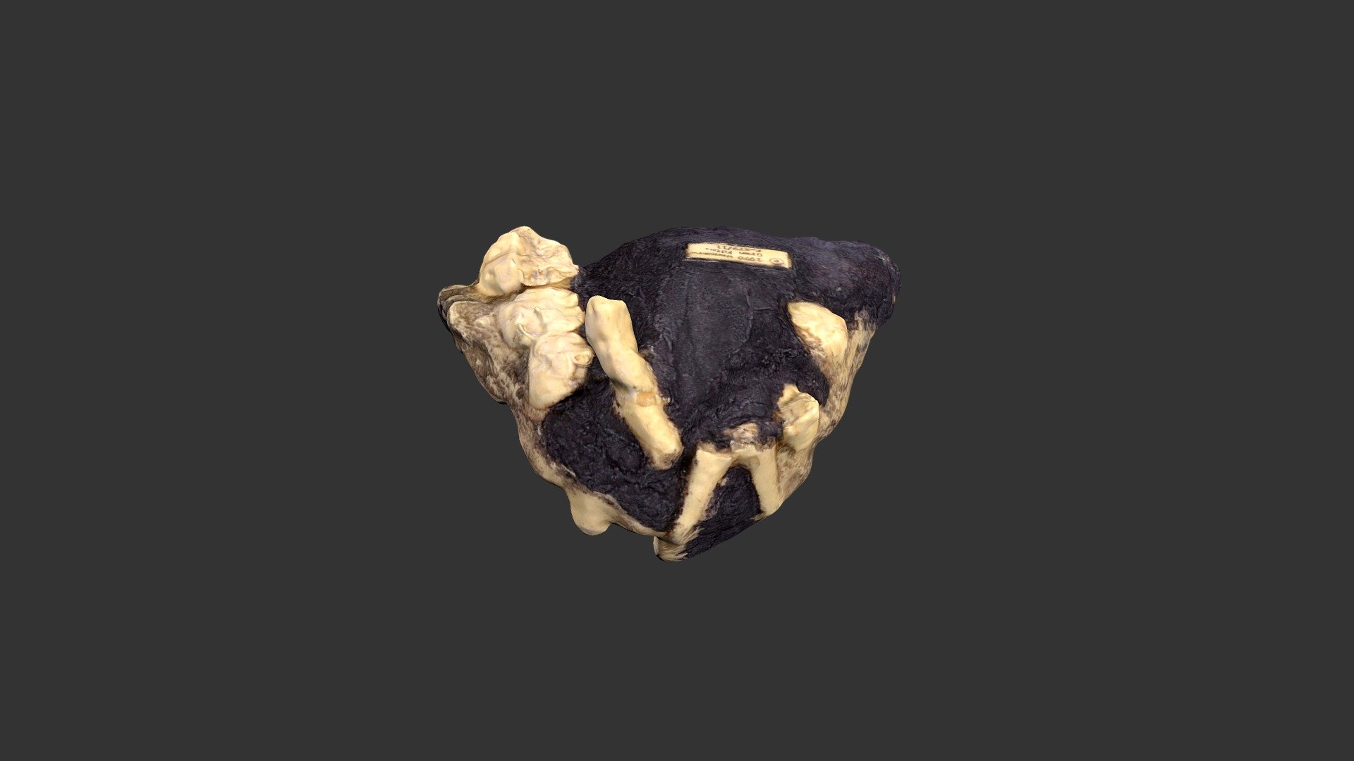 Australopithecus africanus (2501.1rp43) - Download Free 3D model by RLA ...