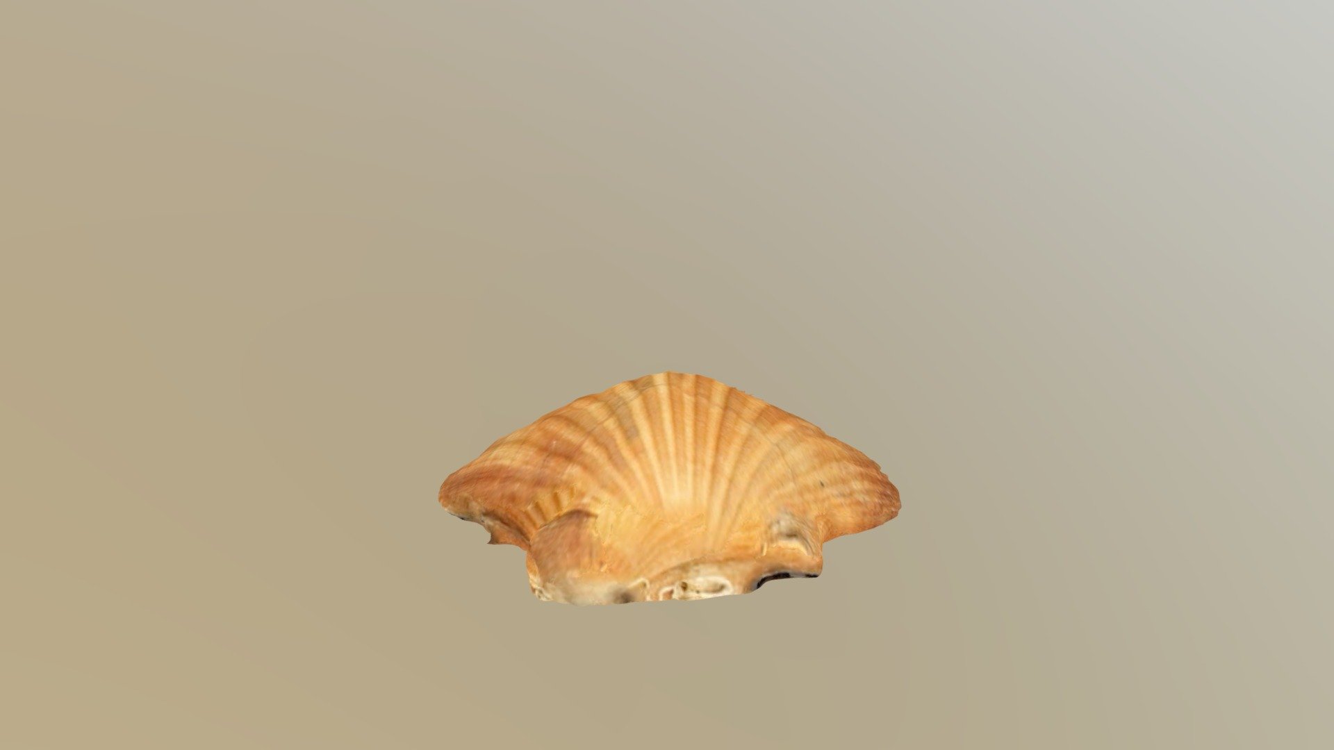orange shell - 3D model by SciArt UCLA (@dolsterr) [854521b] - Sketchfab