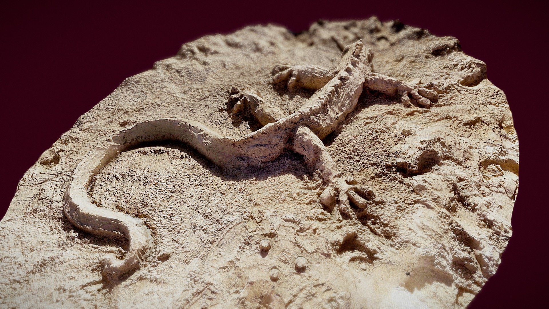 Gecko sand sculpture - iPhone 3d scan - 3D model by Jacek Jaskólski ...