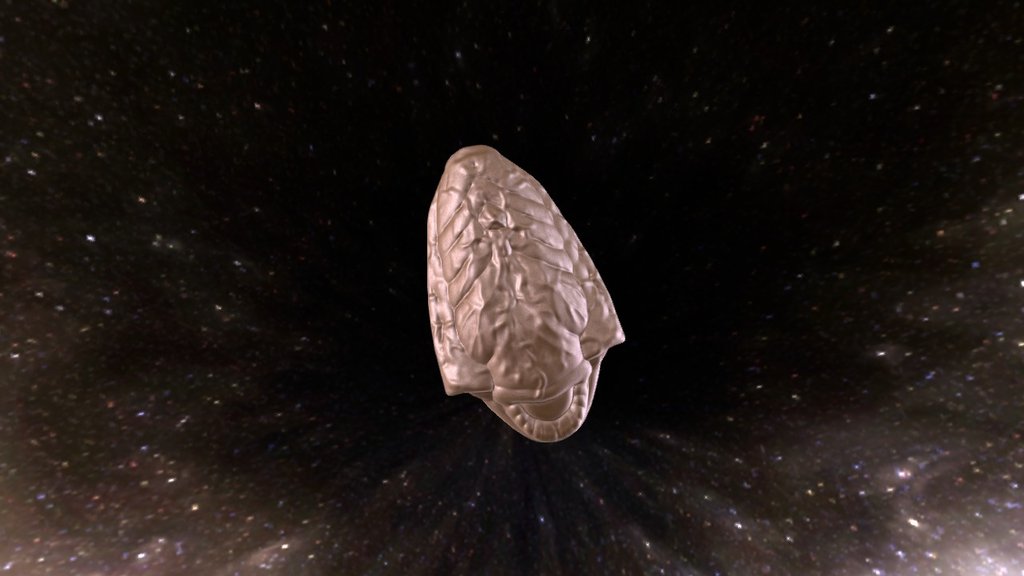 Space Brain - 3D model by ImproViz [8545e1c] - Sketchfab