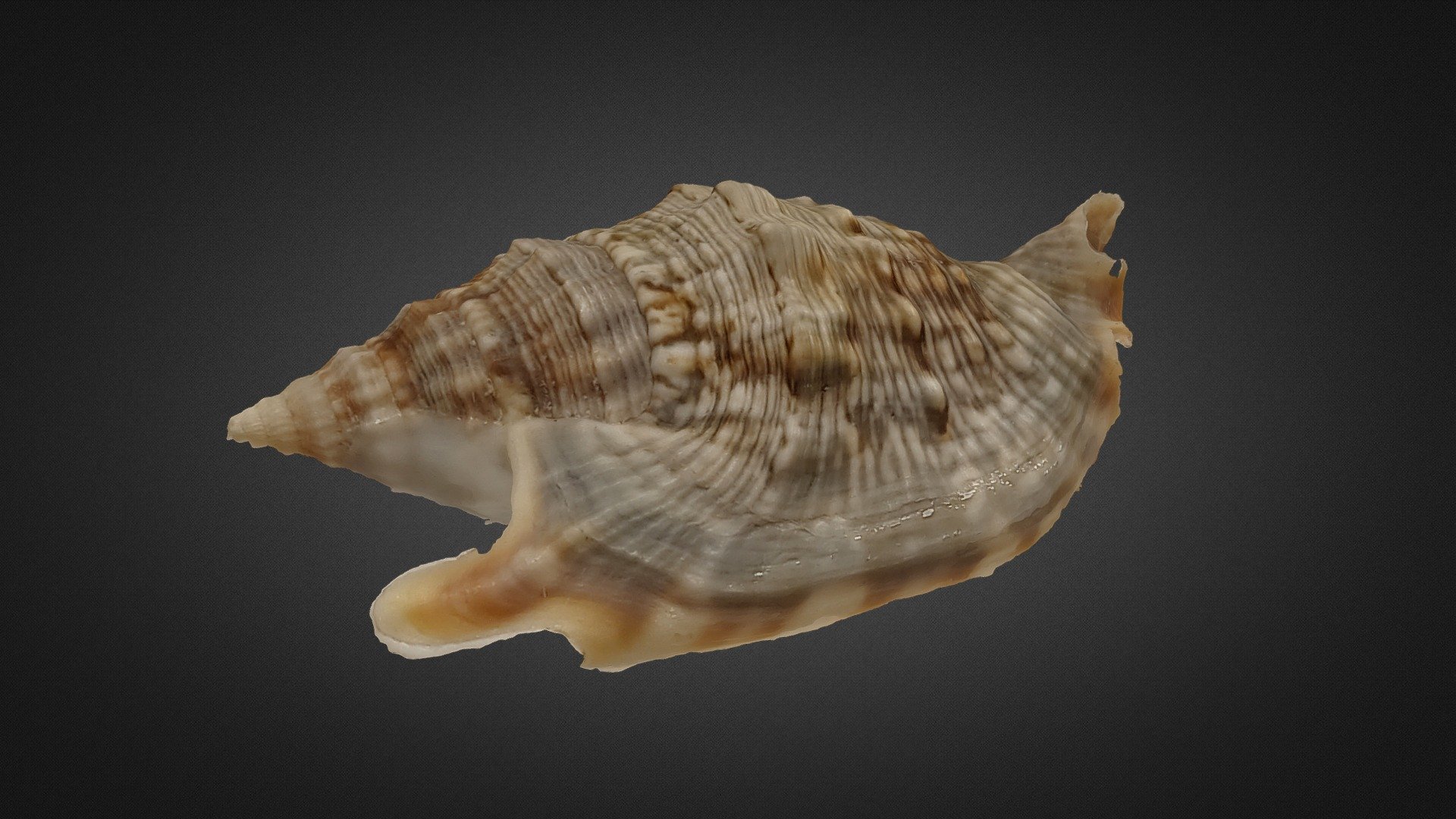 Strombus aurisdianae - Download Free 3D model by Giorgio Scioldo ...