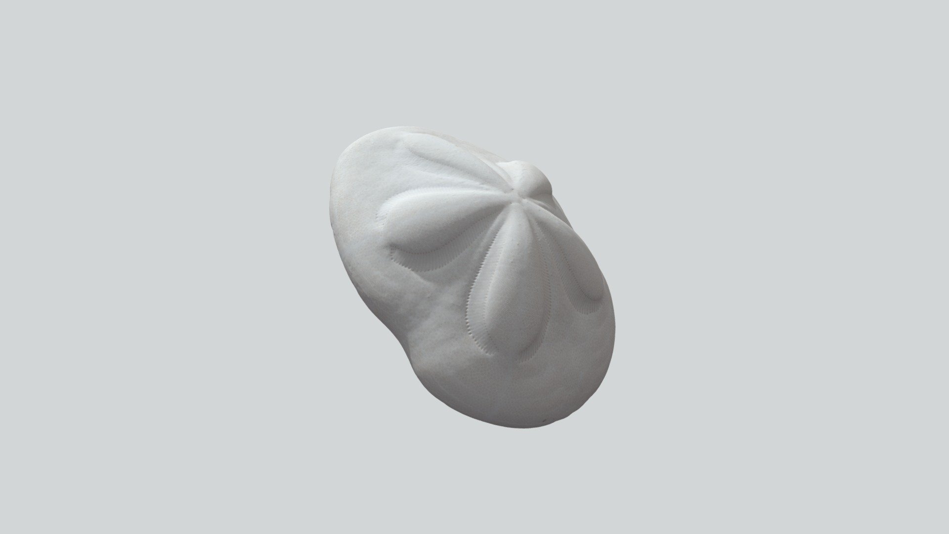 Sand Dollar (Clypeasteroida) - 3D model by Laboratorio de Arte ...