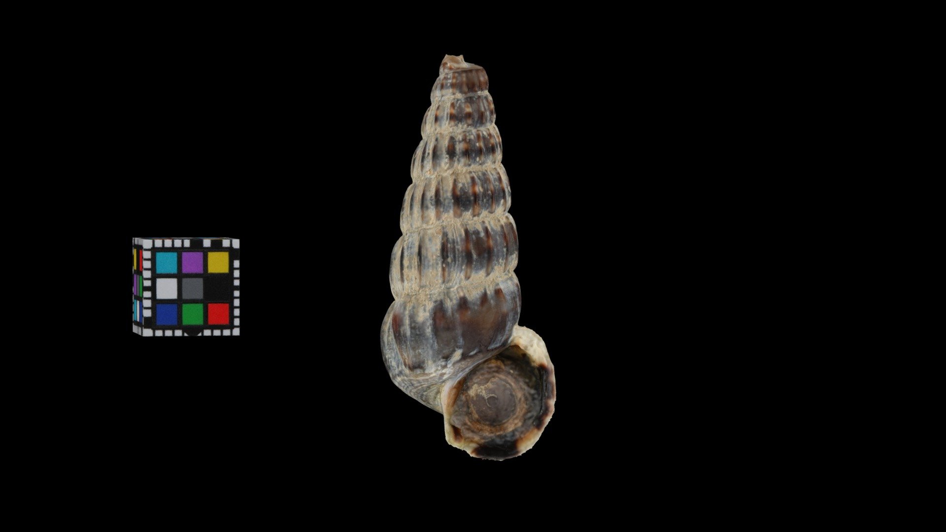 CC0 シマヘナタリ 🐚, Cerithidea ornata - Download Free 3D model by ffish.asia / floraZia.com ...