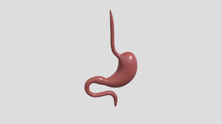 Gallbladder 3D models - Sketchfab