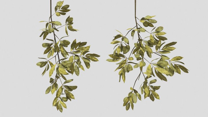 Leaves 3D models - Sketchfab