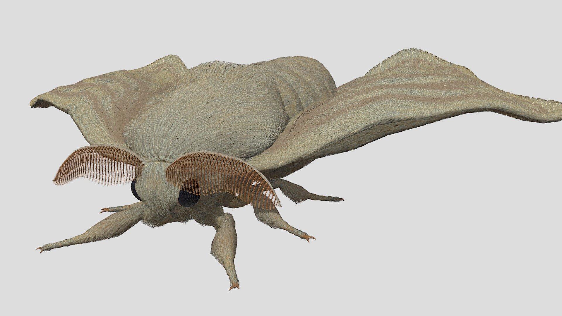 Silk Moth - 3D model by RumiFerrus [85579a0] - Sketchfab
